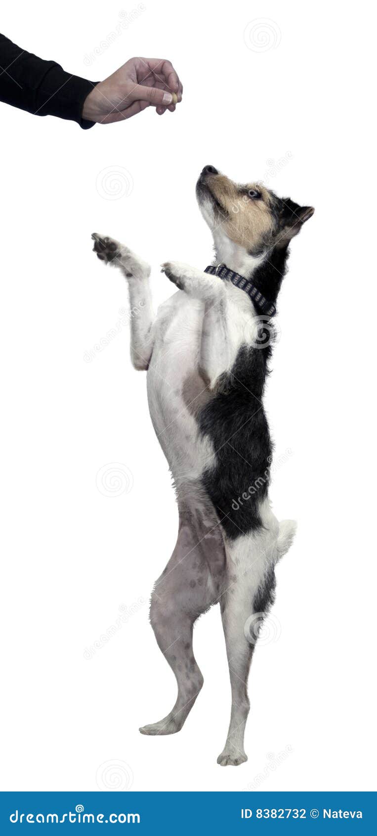 Begging dog stock photo. Image of jack, russel, small - 8382732