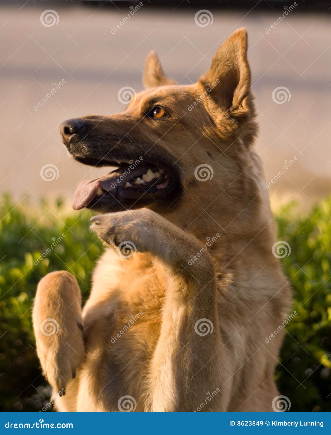 Begging_dog stock image. Image of german, back, backlighting - 8623849