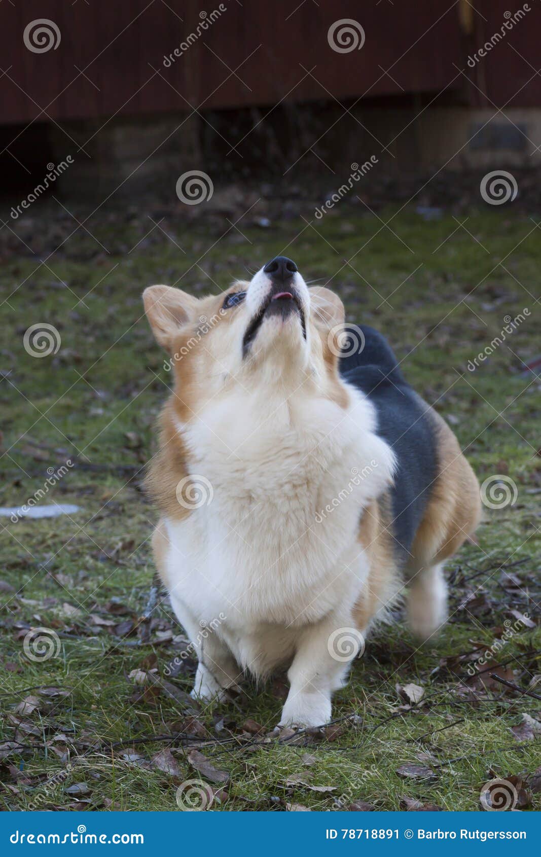 Begging dog stock image. Image of hunger, stairs, looking - 78718891