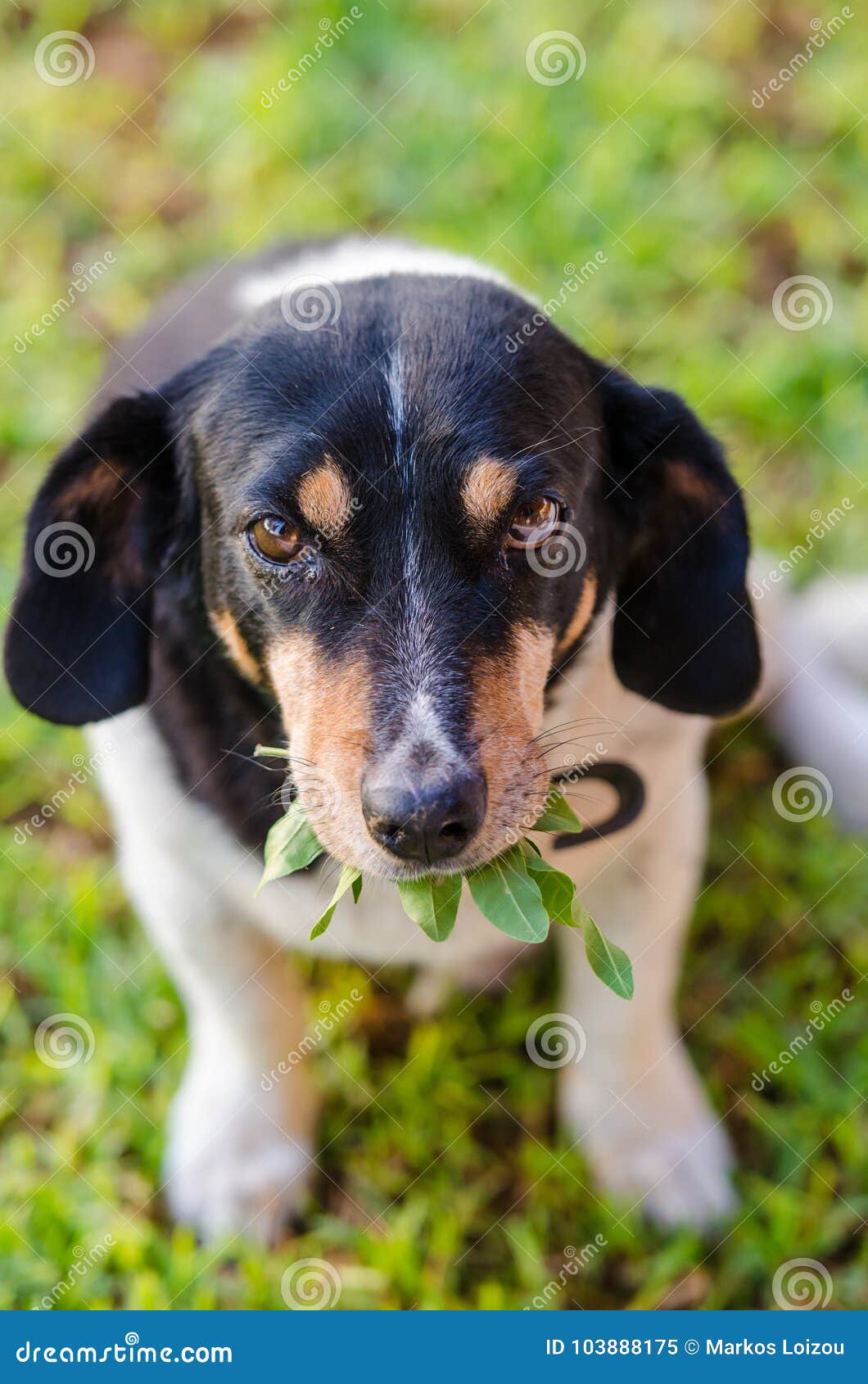 Begging Dog stock image. Image of breed, upward, cute - 103888175