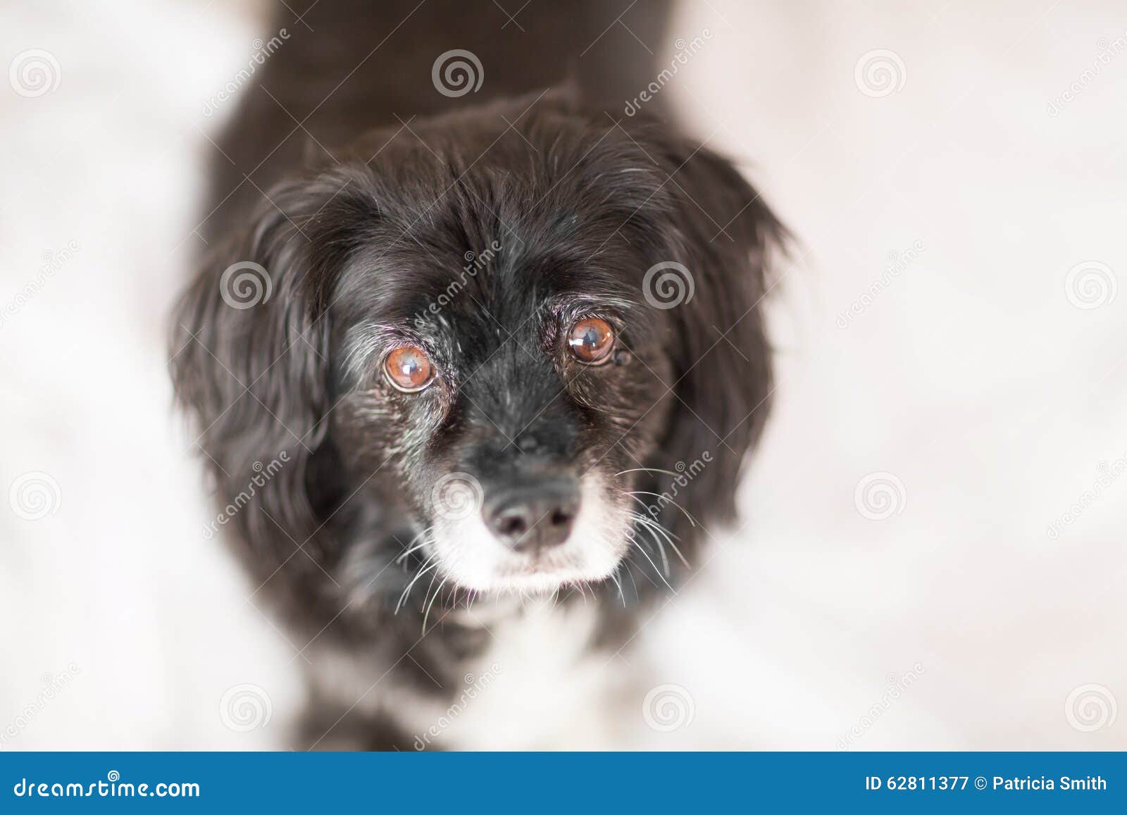 Begging Dog stock image. Image of elderly, older, spaniel - 62811377