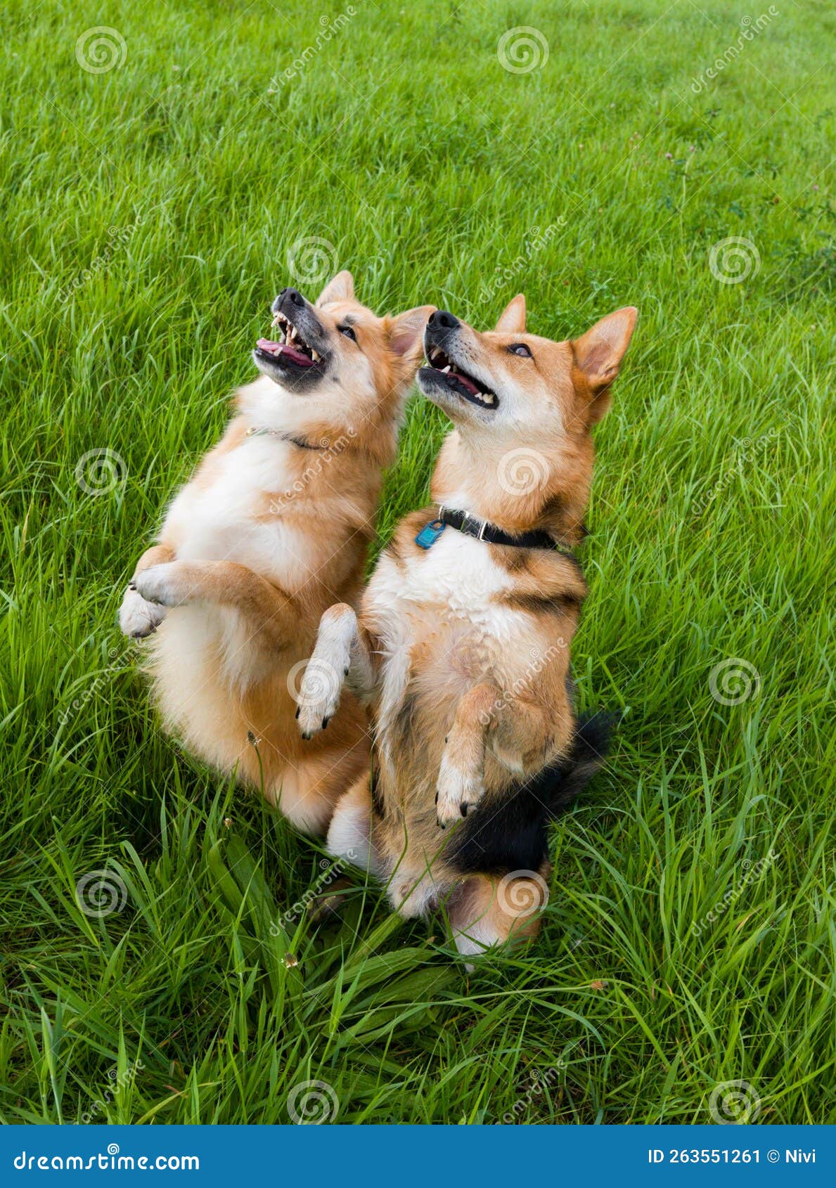 Begging dog stock image. Image of happy, performing - 263551261