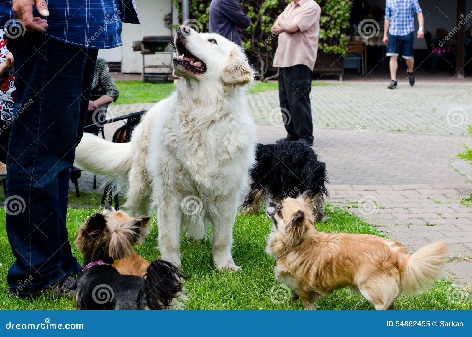Begging dogs stock image. Image of animal, garden, large - 54862455