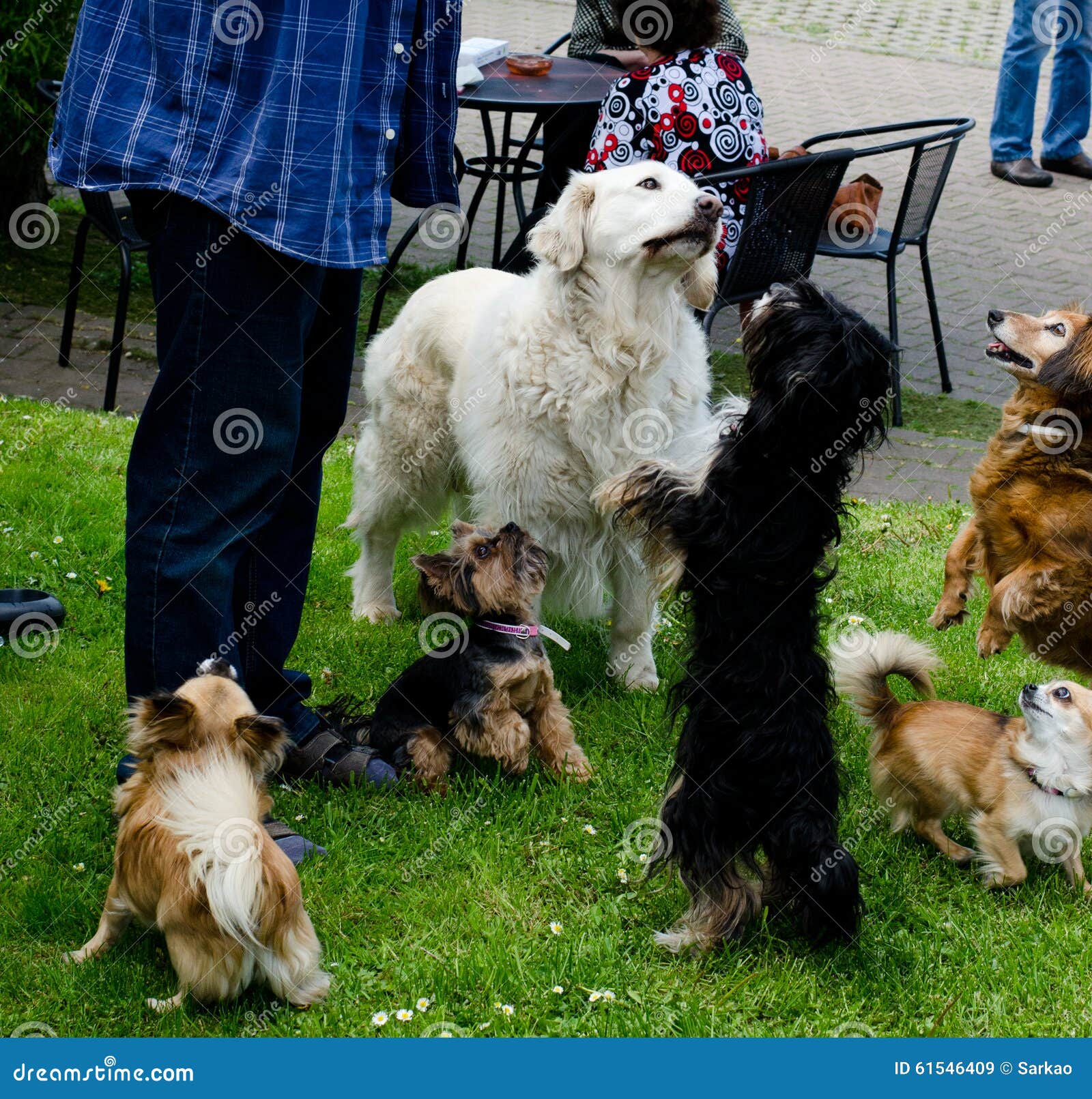 Cute Begging Dog Making Puppy Eyes Looks Up Stock Photo | CartoonDealer ...