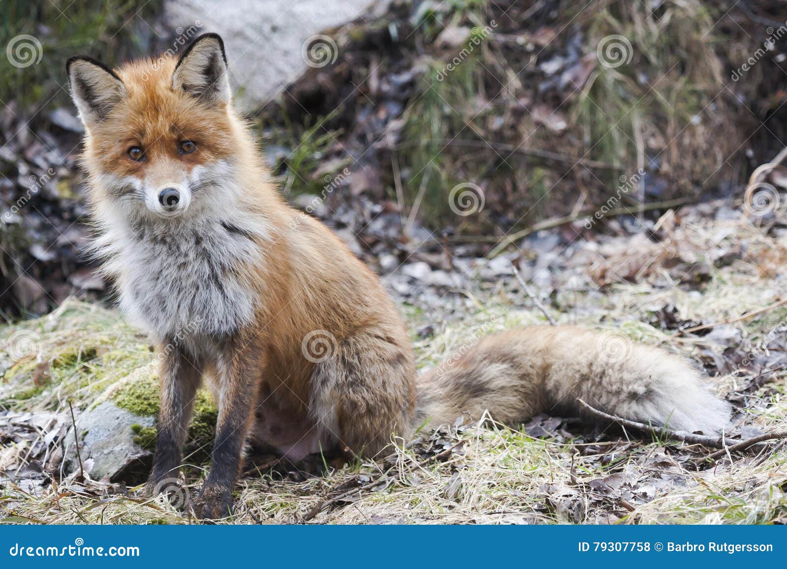 Begging Fox Stock Photos - Free & Royalty-Free Stock Photos from Dreamstime