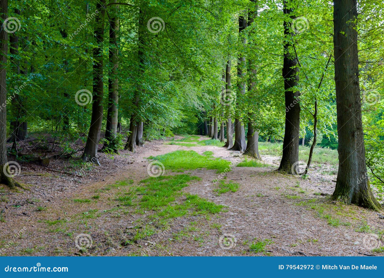 Begin autumn forest stock photo. Image of chicken, food - 79542972