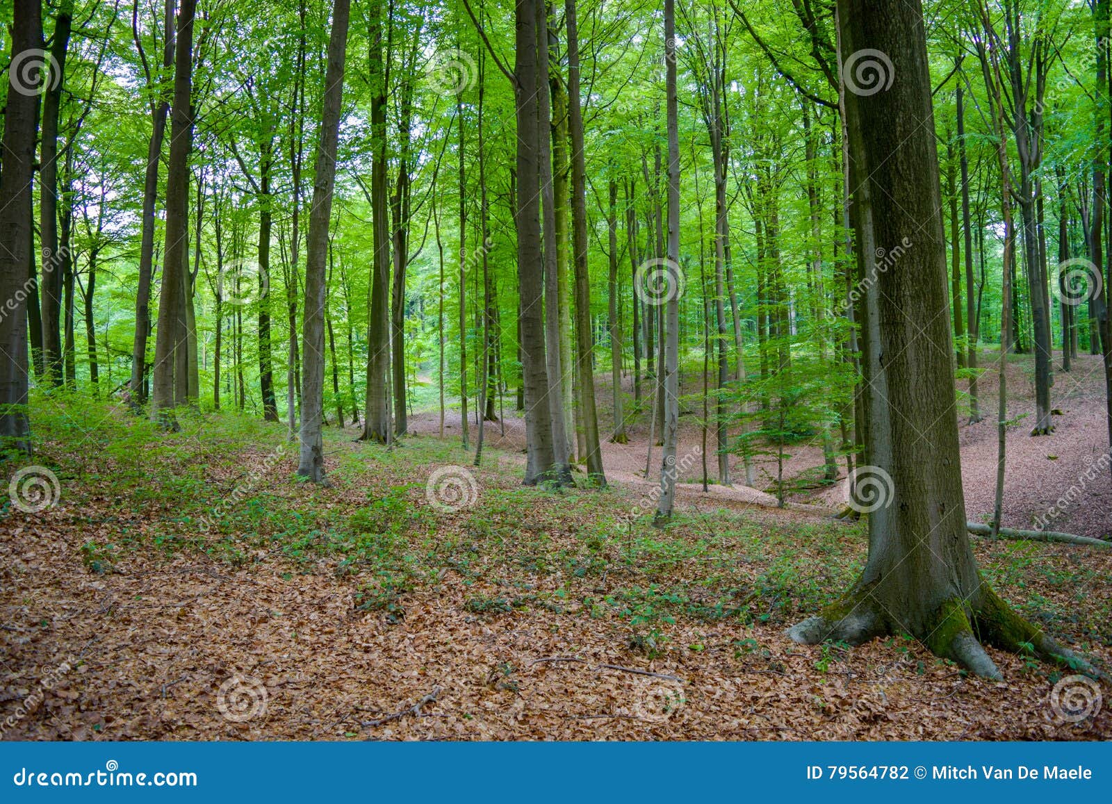 Begin autumn forest stock photo. Image of chicken, eating - 79564782