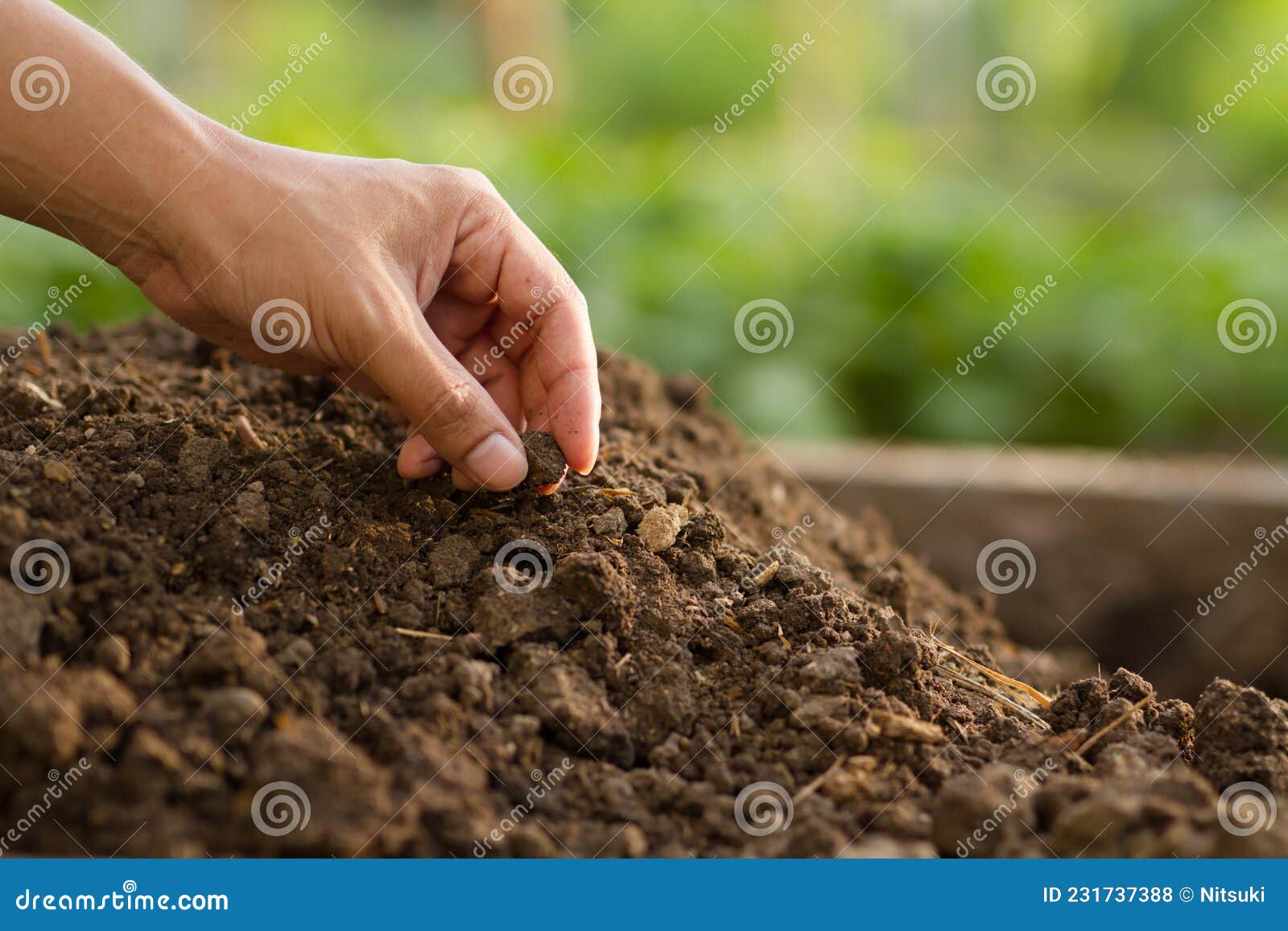 Testing Soil by Hand at Garden Stock Photo - Image of expert, flower ...