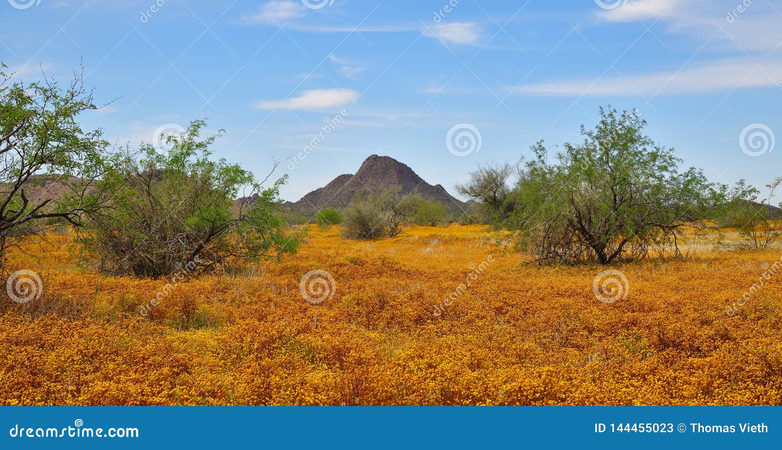 Arizona, Spring Flowers North of Phoenix: a Carpet of Globe Chamomile ...