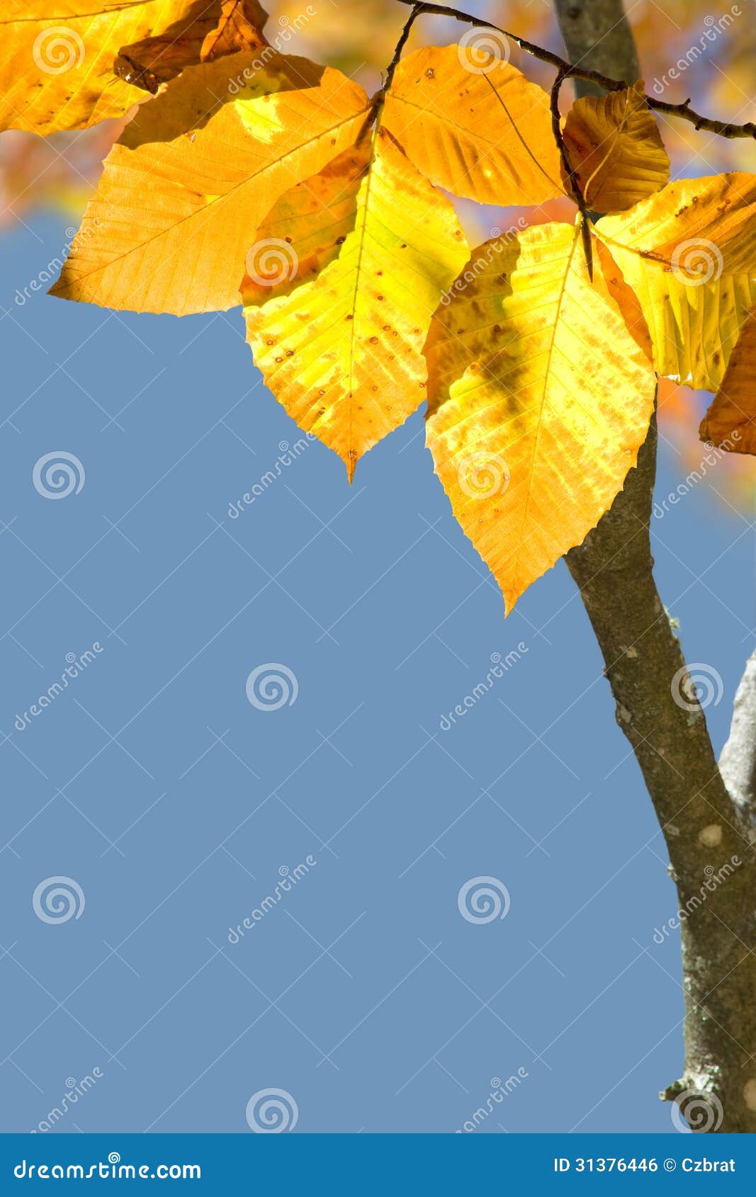 Beginning of Autumn stock photo. Image of green, natural - 31376446