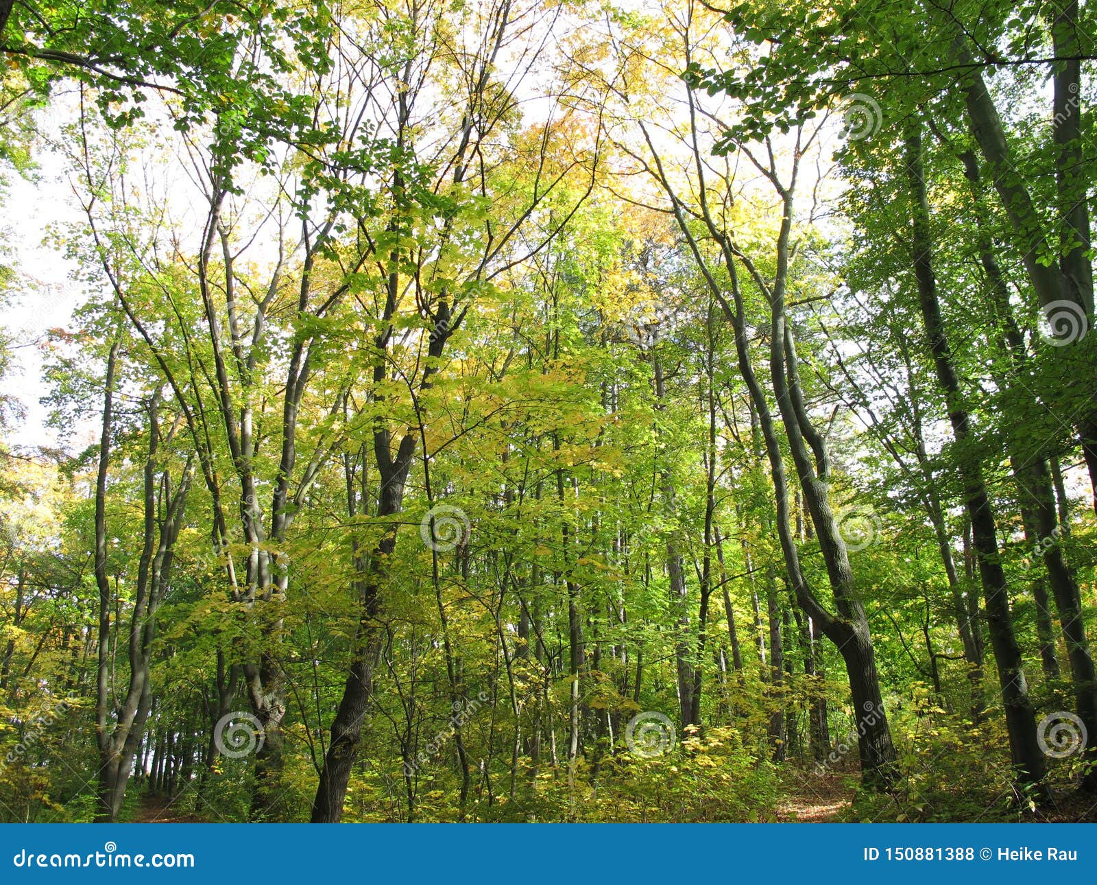 The Beginning of Autumn in the Deciduous Forest Stock Photo - Image of ...