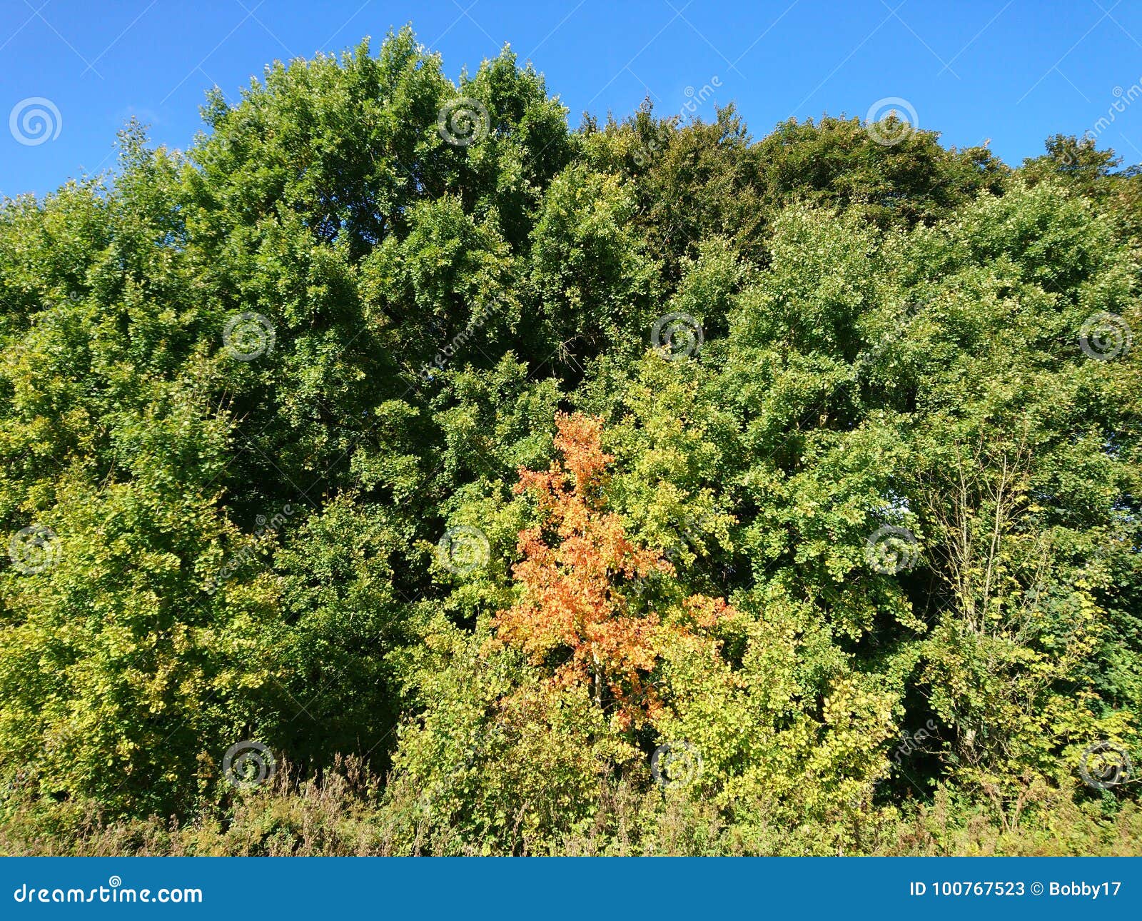 Beginning of autumn stock image. Image of frame, branches - 100767523