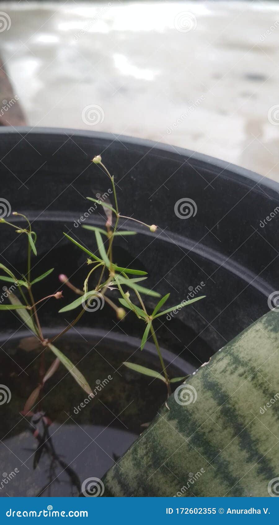 Beginning of a creep stock image. Image of creep, rainyday - 172602355