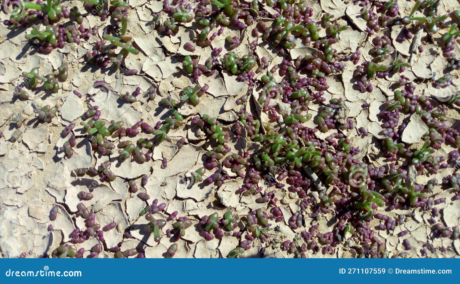 The Beginning of the Emergence of Plants from the Earth Stock Image ...