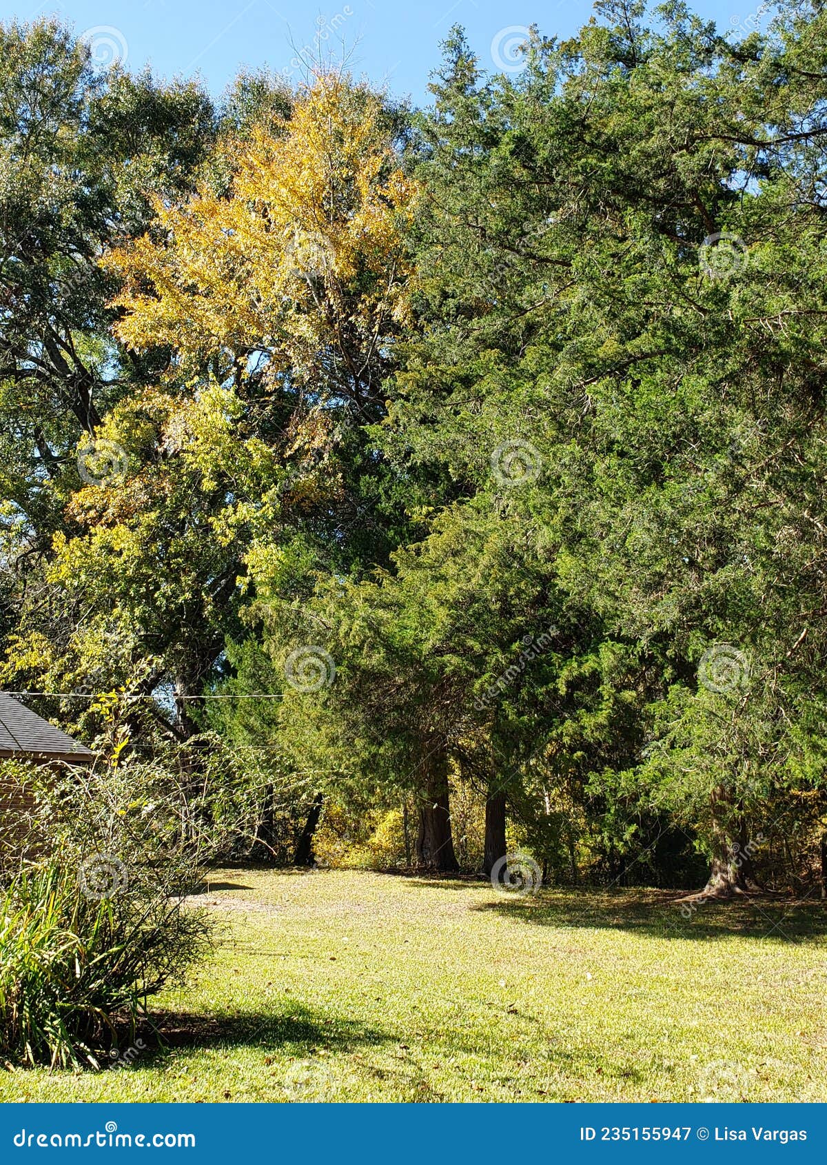 The Beginning of Fall Trees Stock Image - Image of tree, vegetation ...