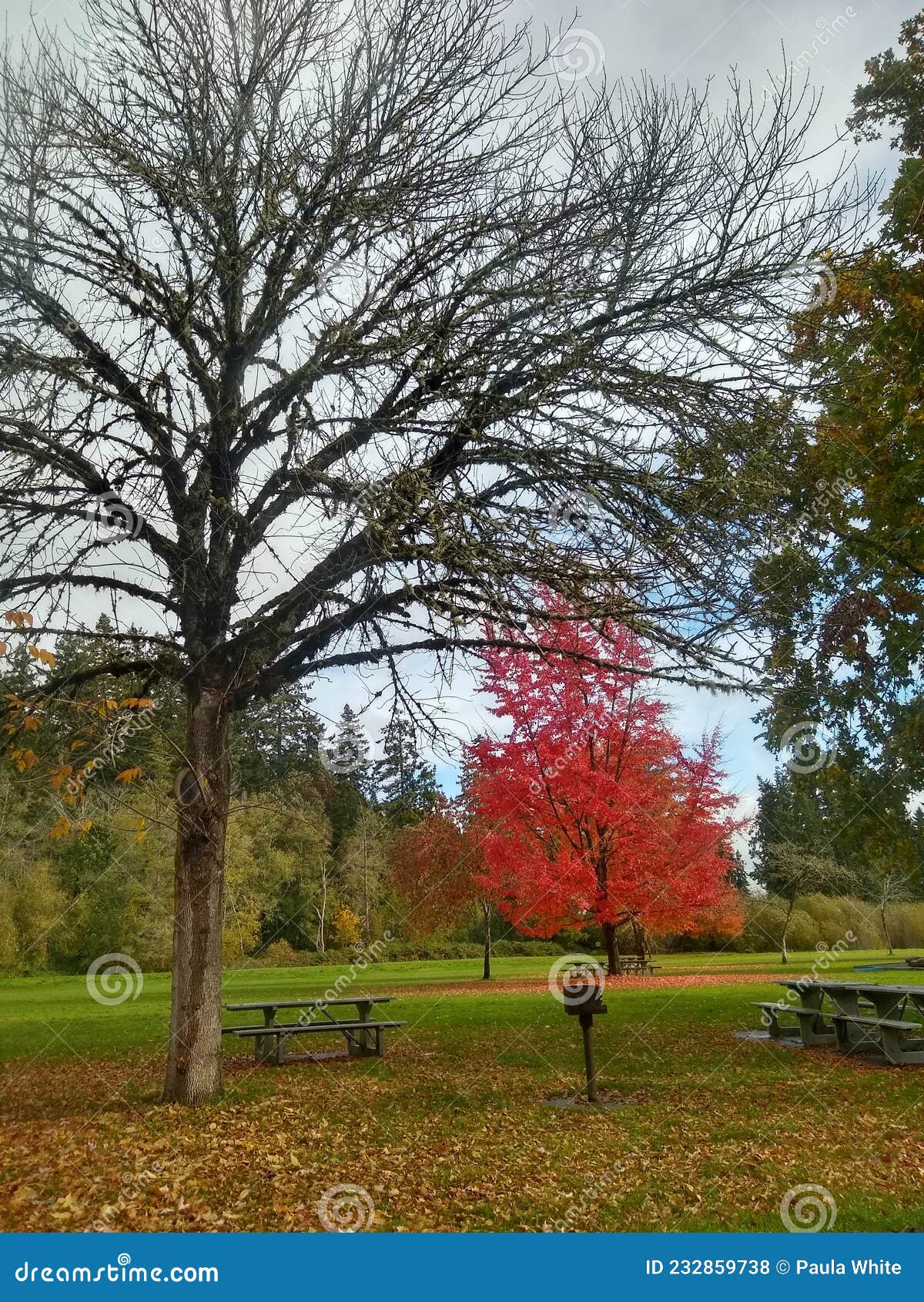 The Beginning of Falll and Effects of Fall Stock Photo - Image of falll ...