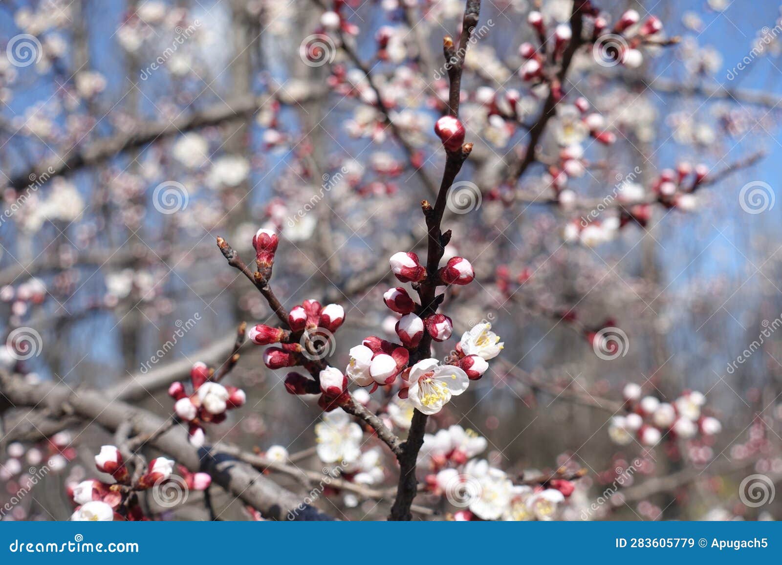 Beginning of Florescence of Apricot in March Stock Image - Image of ...