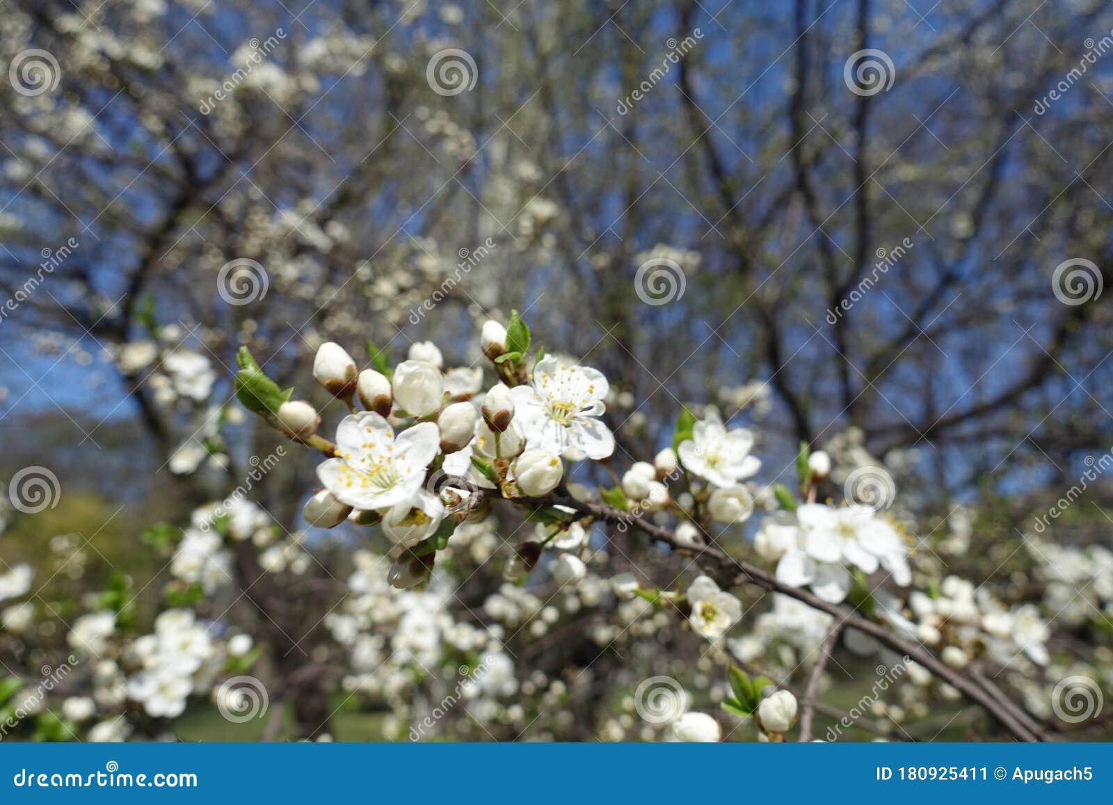 Beginning of Florescence of Plum in April Stock Image - Image of ...