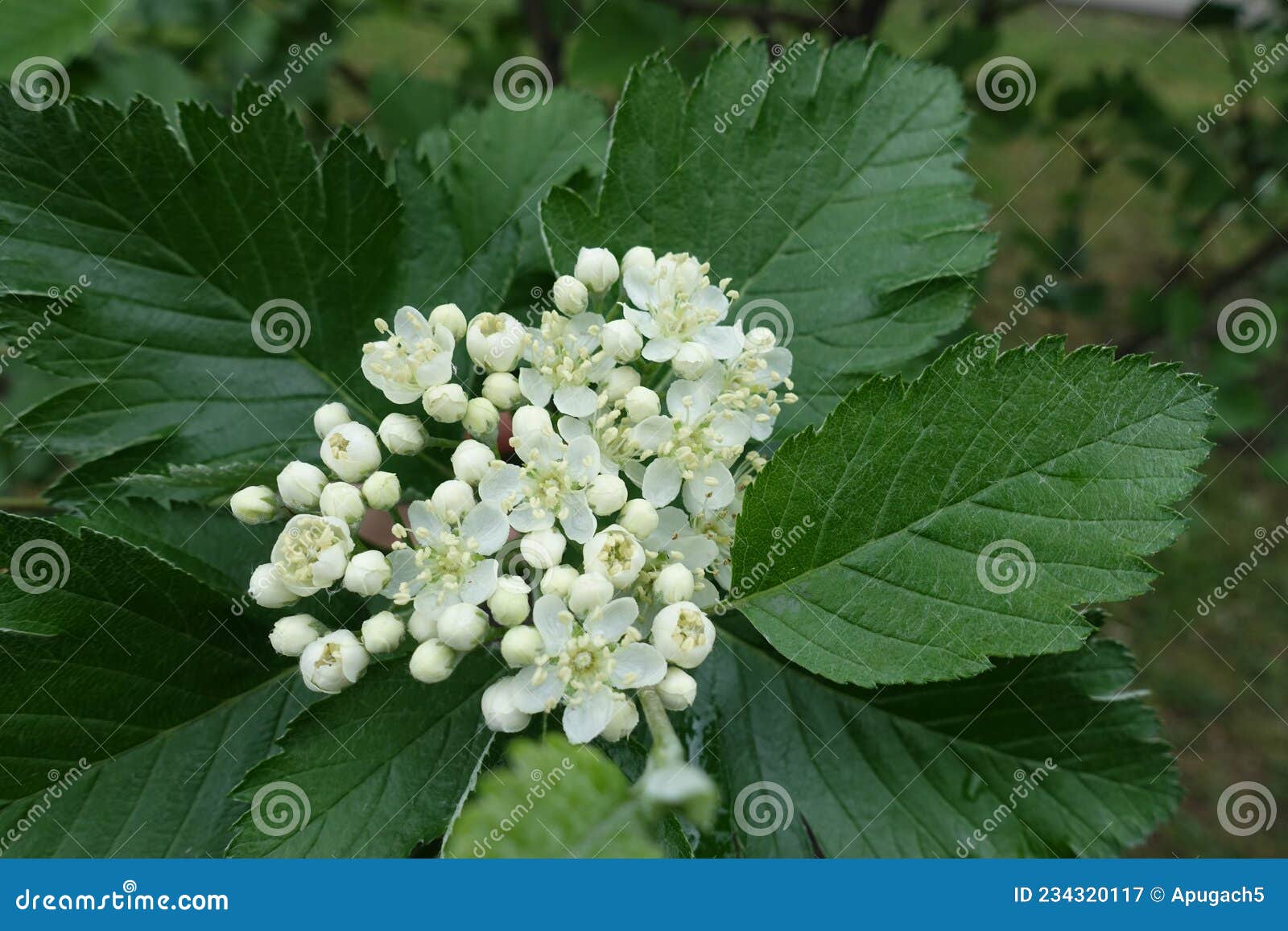 Sorbus Aria In Bloom Royalty-Free Stock Photography | CartoonDealer.com ...