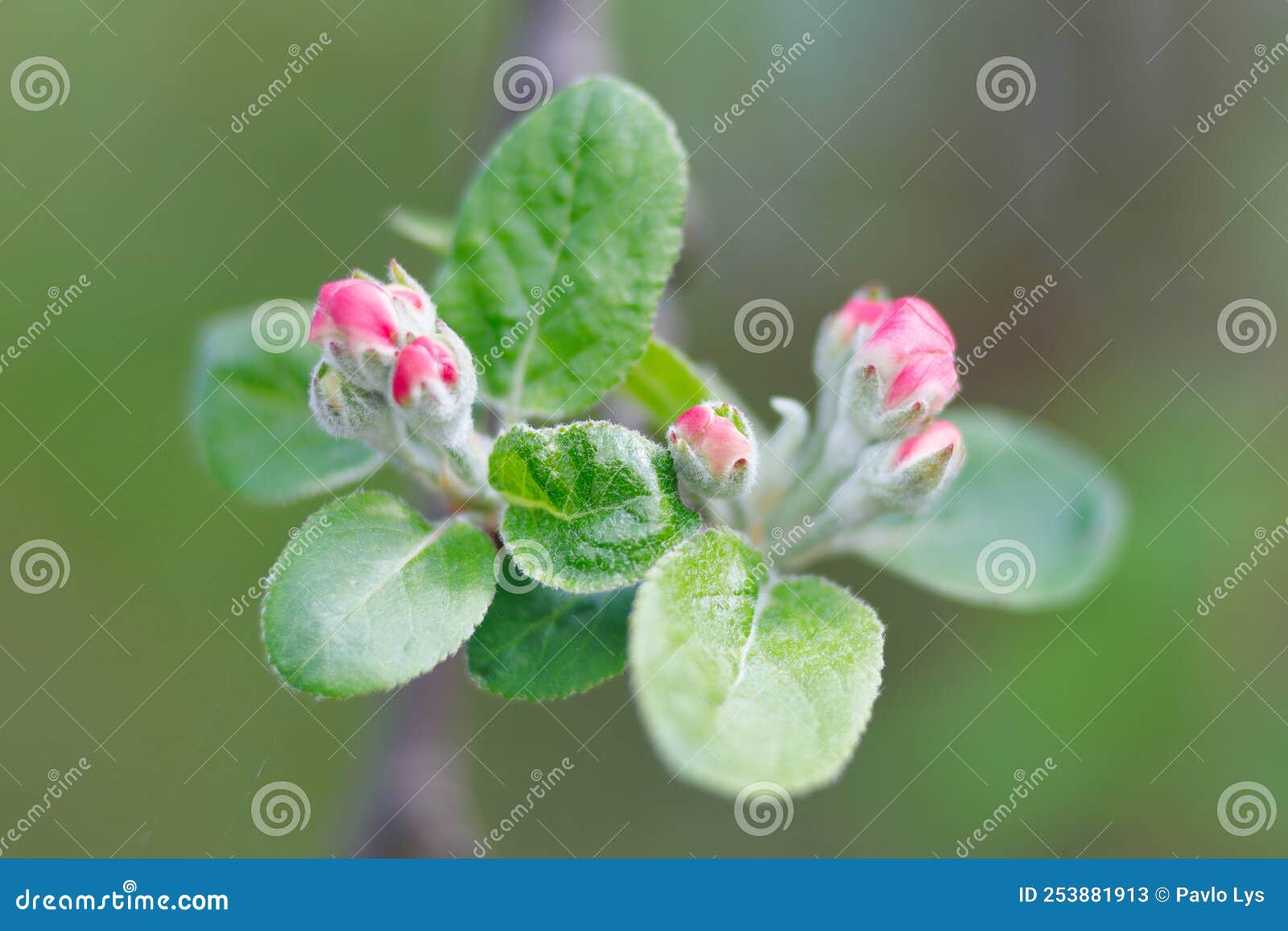 The Beginning of Flowering Apple Trees Stock Image - Image of beautiful ...