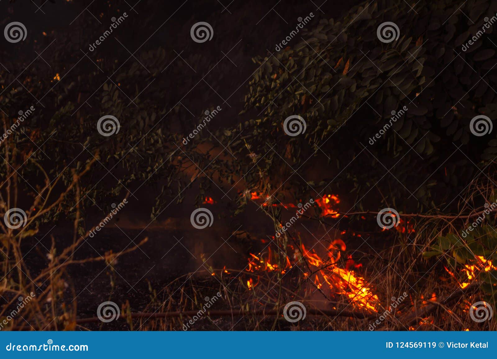 The Beginning of a Forest Fire. the Dry Grass is Burning Stock Image ...