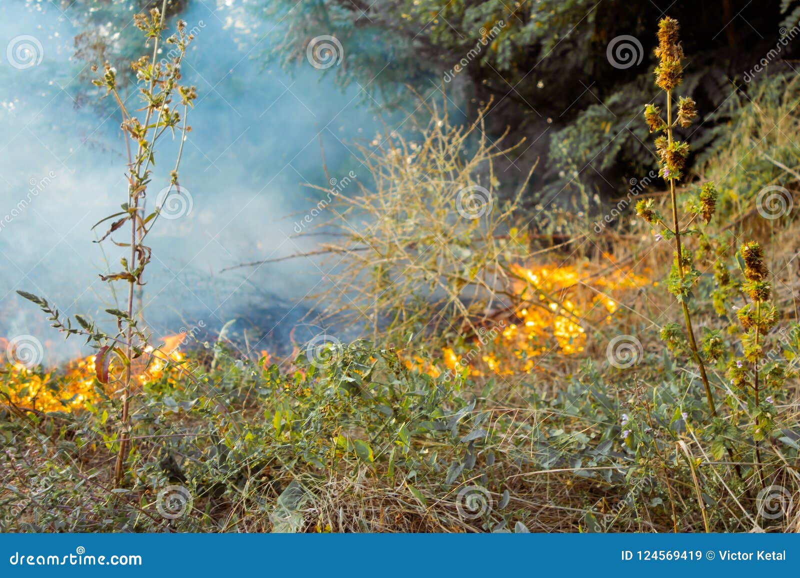 The Beginning of a Forest Fire. the Dry Grass is Burning Stock Image ...