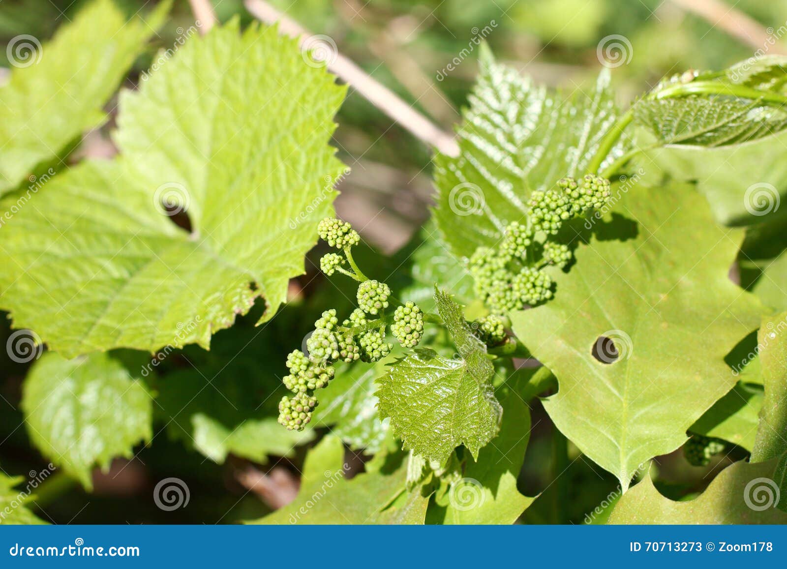 The Beginning of the Grape Maturation Stock Image - Image of tree, farm ...