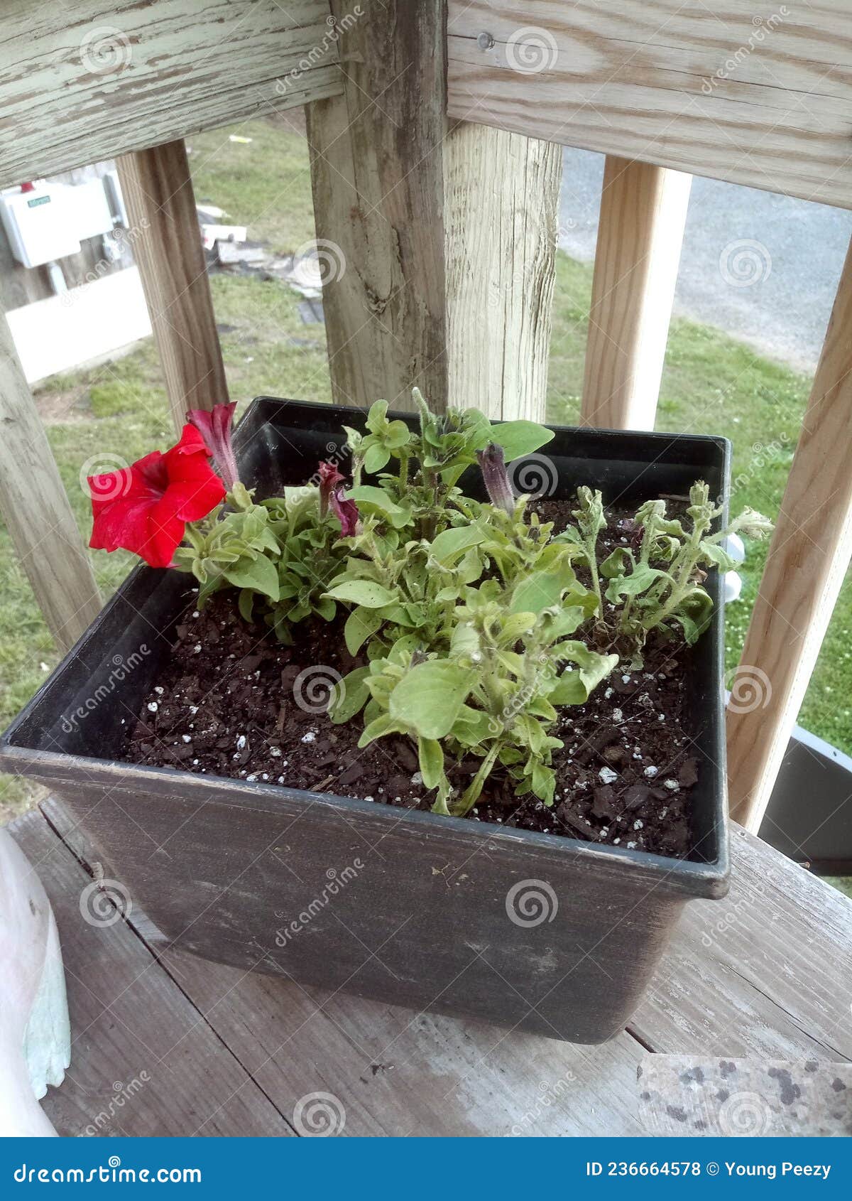 Beginning of life stock photo. Image of newlife, beginning - 236664578