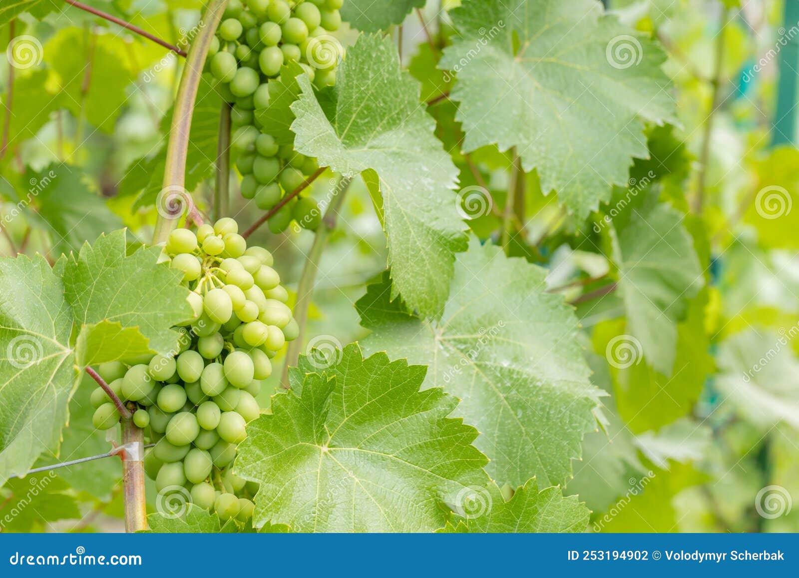 Beginning of Maturation of Green Grapes in the Sunlight Stock Photo ...