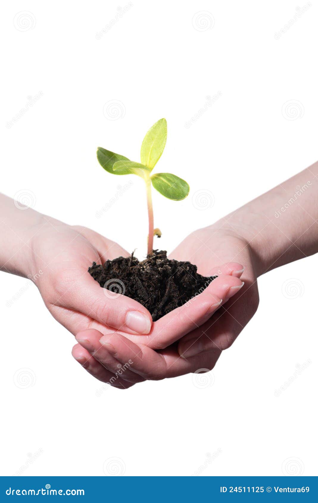 Beginning of new life stock image. Image of healthy, delicate - 24511125