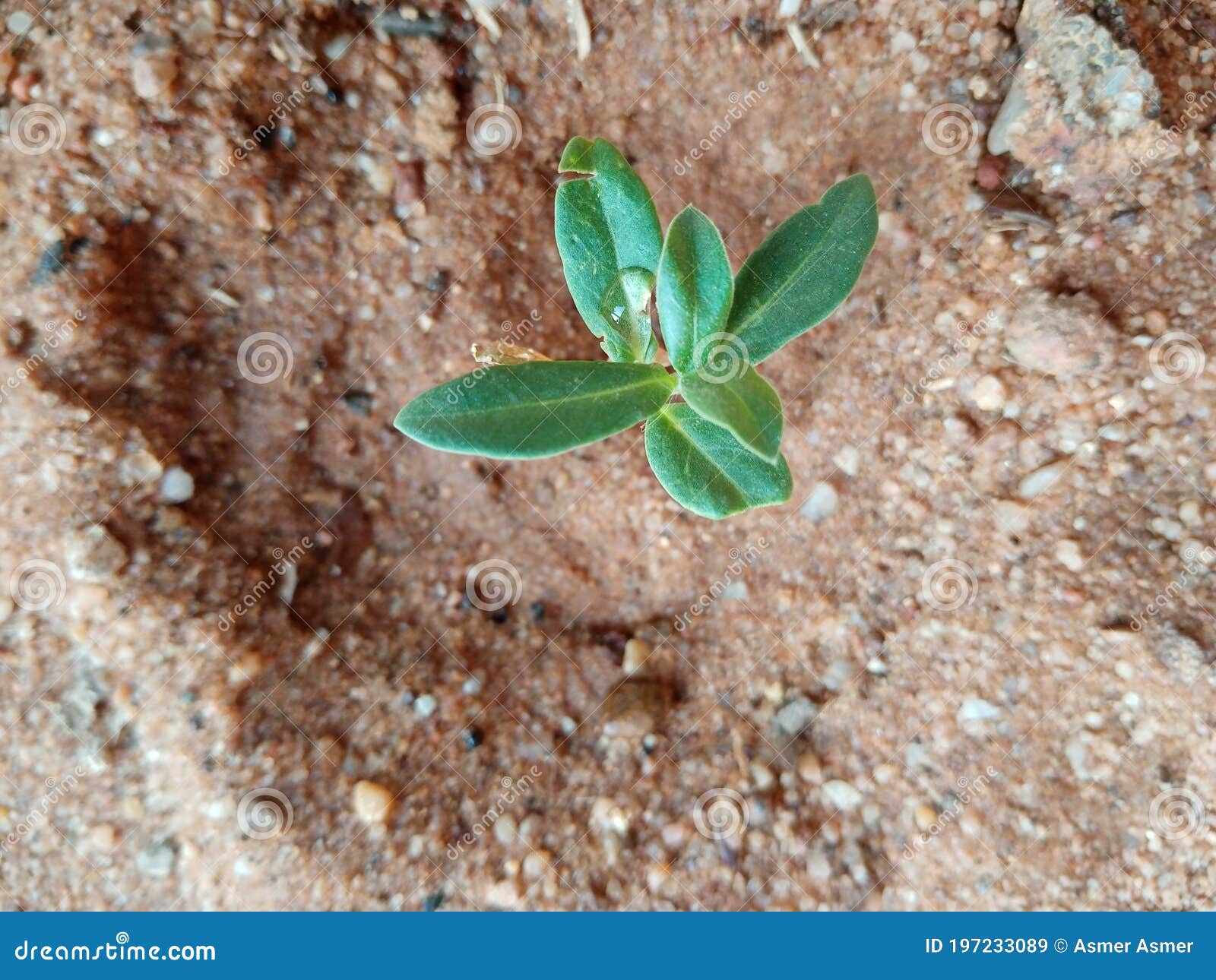 Beginning New Life Idea Concept Stock Image - Image of ecology ...