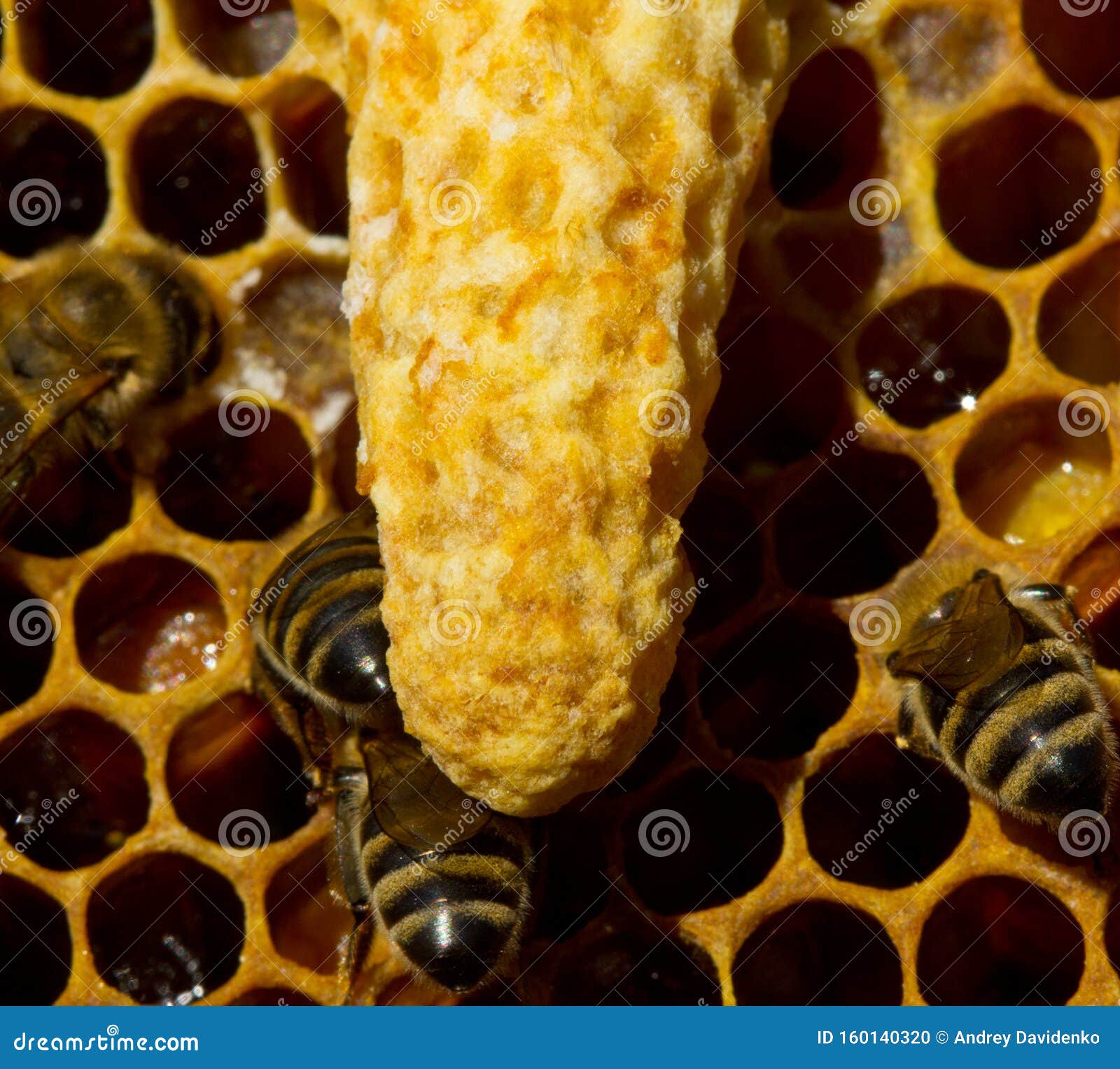 Wax Cocoon with the Larva of the Future Queen Bee Stock Photo - Image ...