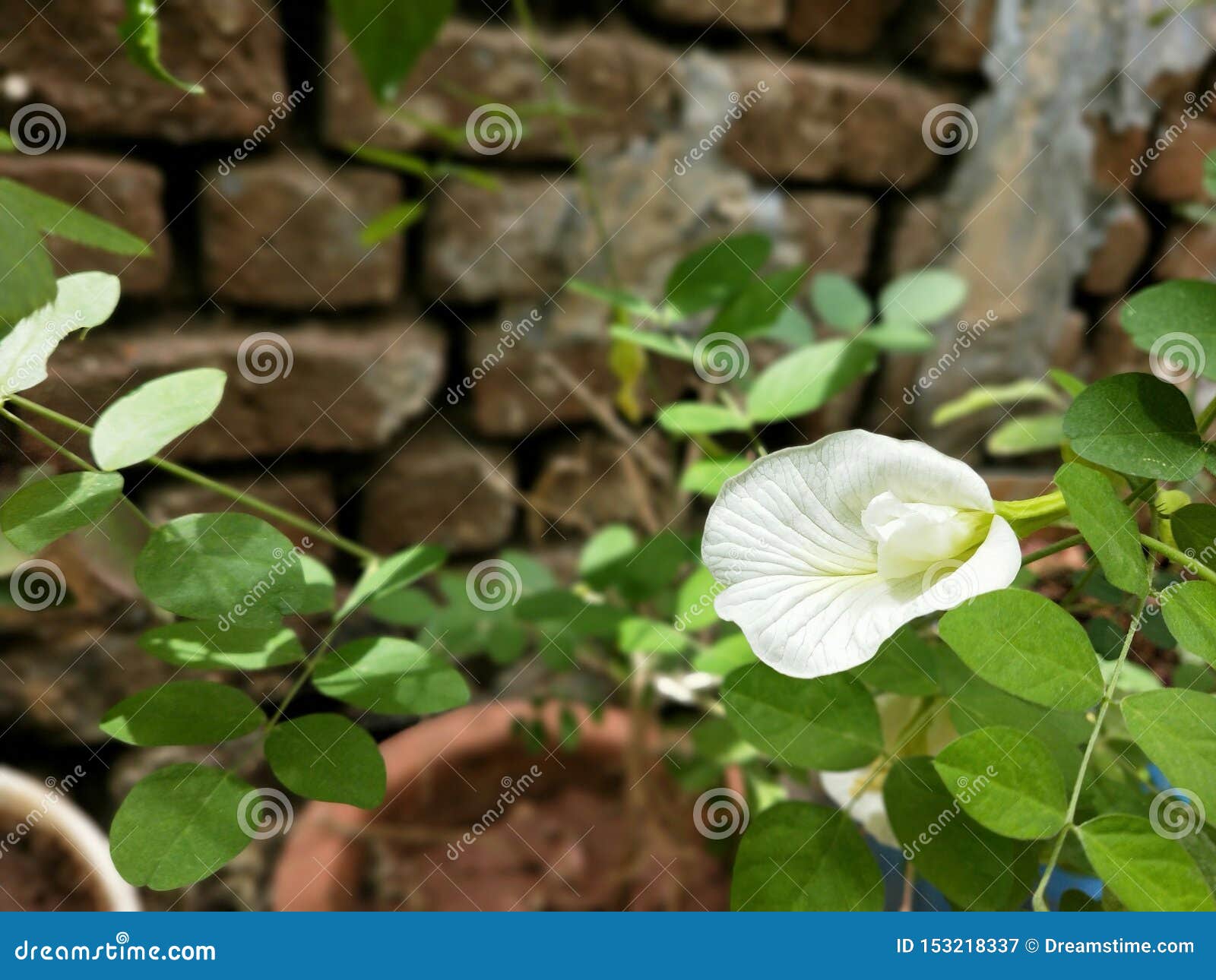 Beginning phase of flower stock image. Image of birth - 153218337