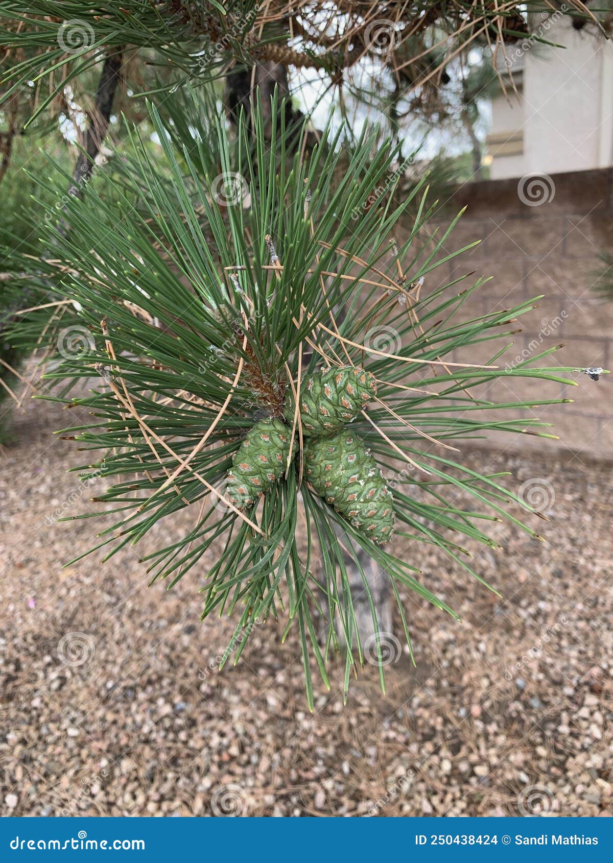 Beginning of pine trees stock photo. Image of herb, beginning - 250438424