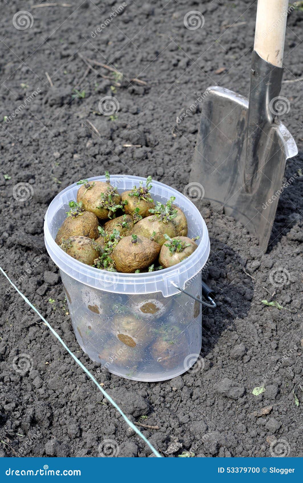 The Process Of Planting Germinated Corn Kernels Stock Photography ...