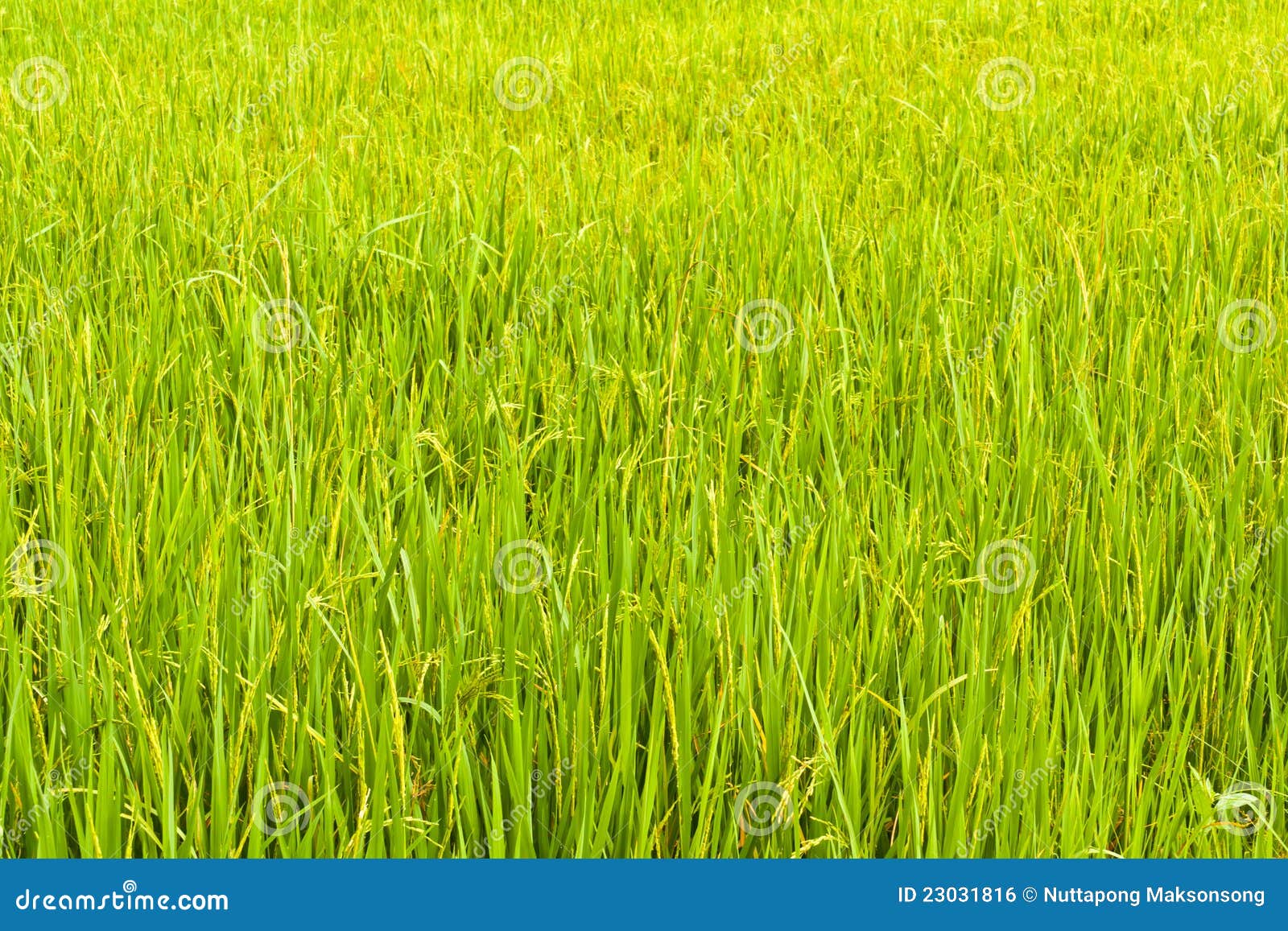 From the Beginning of Rice Grains Stock Photo - Image of gold, grow ...