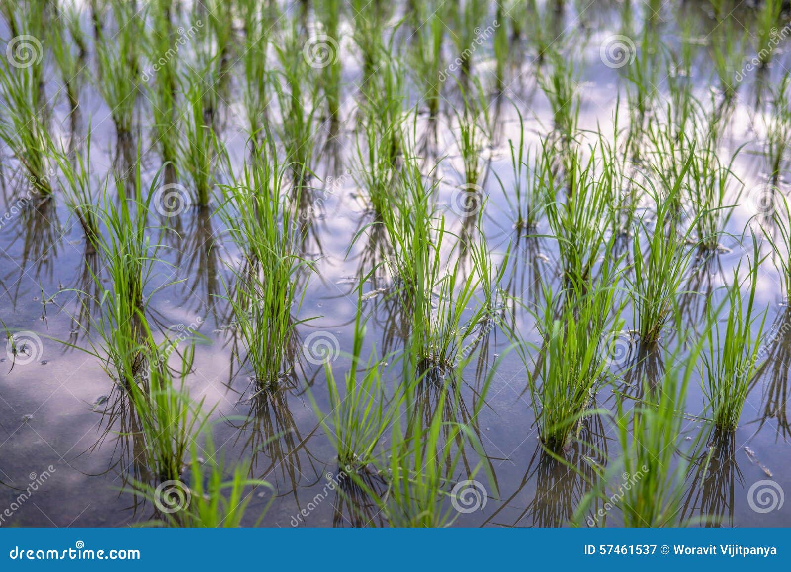 Beginning rice stock image. Image of asia, traditional - 57461537