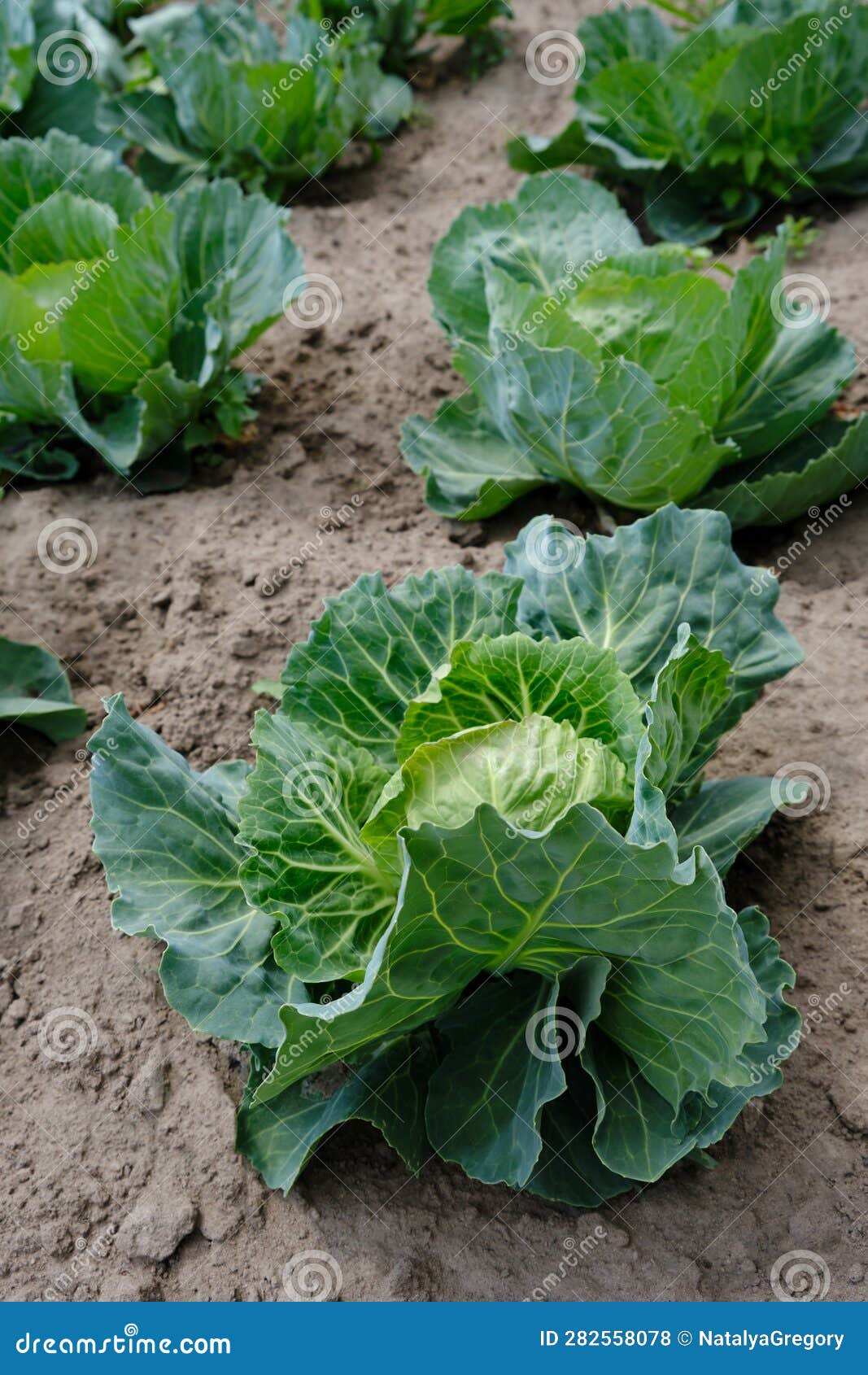 At the Beginning of the Row in the Garden There is a Strong Beautiful ...