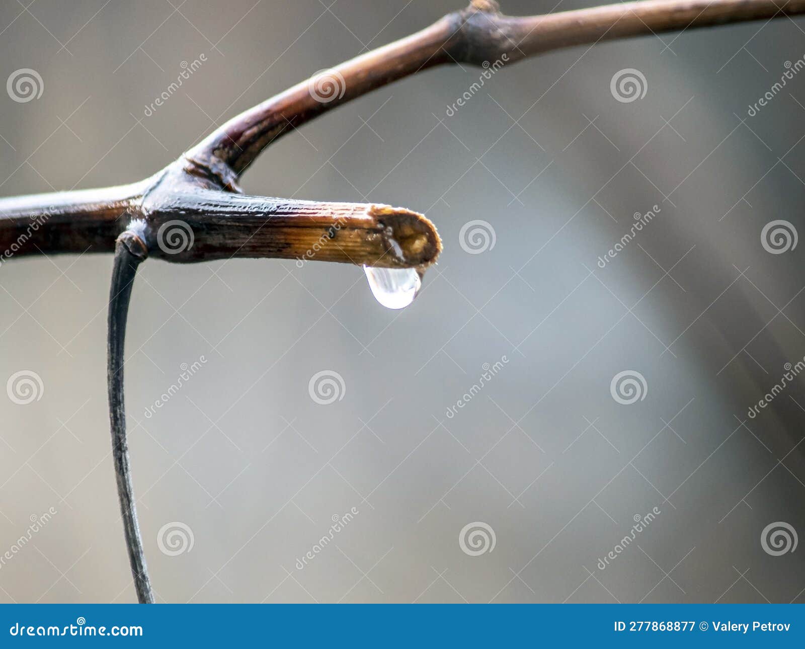 Beginning of Sap Flow in the Vine Stock Image - Image of landscape ...