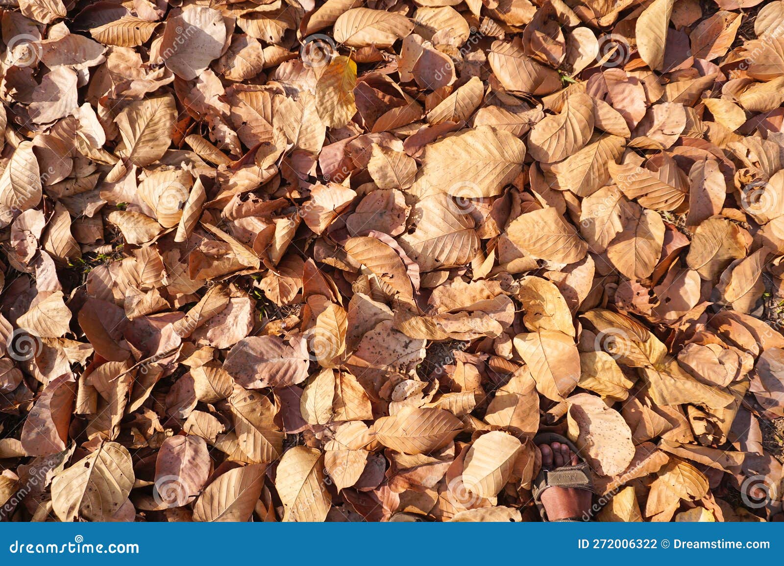 At the Beginning of Spring, All the Leaves of the Tree Fall Off and ...