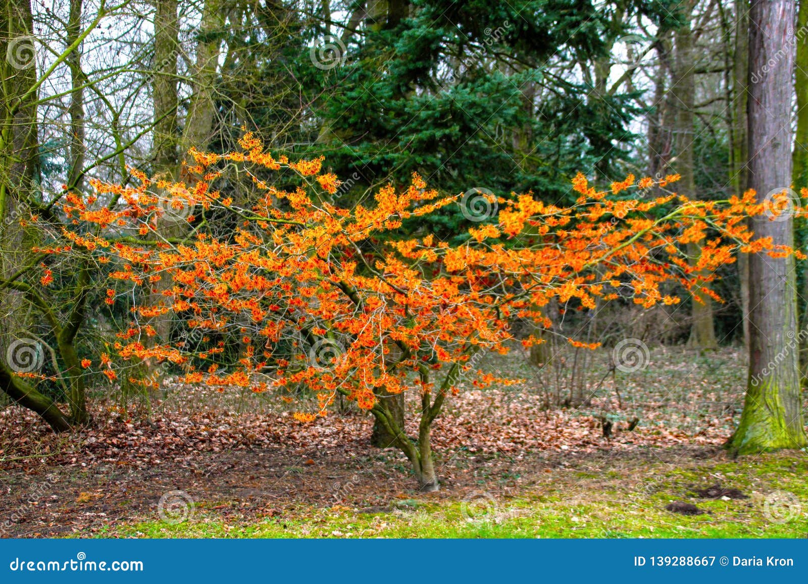 The beginning of spring stock image. Image of enviroment - 139288667