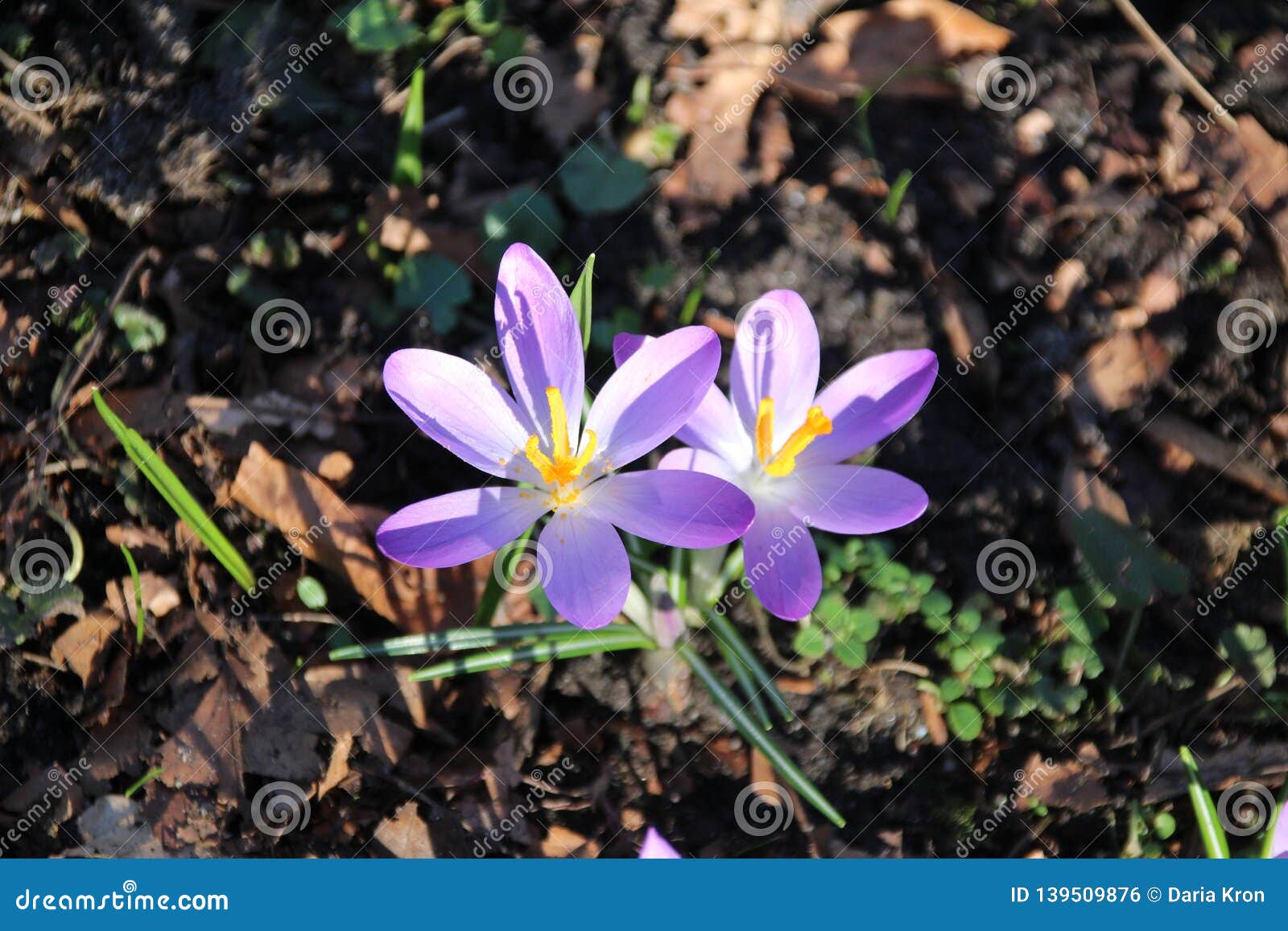 The beginning of spring stock photo. Image of spruce - 139509876