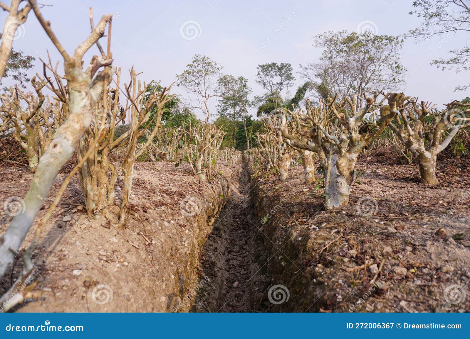 At the Beginning of Spring, the Branches of the Tea Tree are Cut and ...