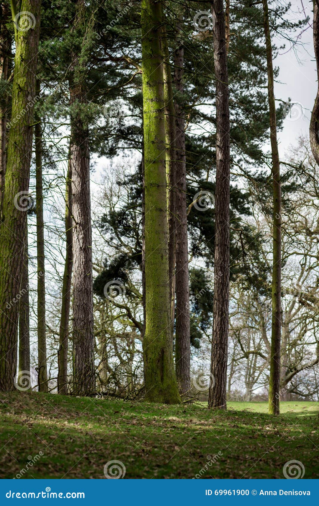 The Beginning of Spring in the English Forest or Park Stock Photo ...