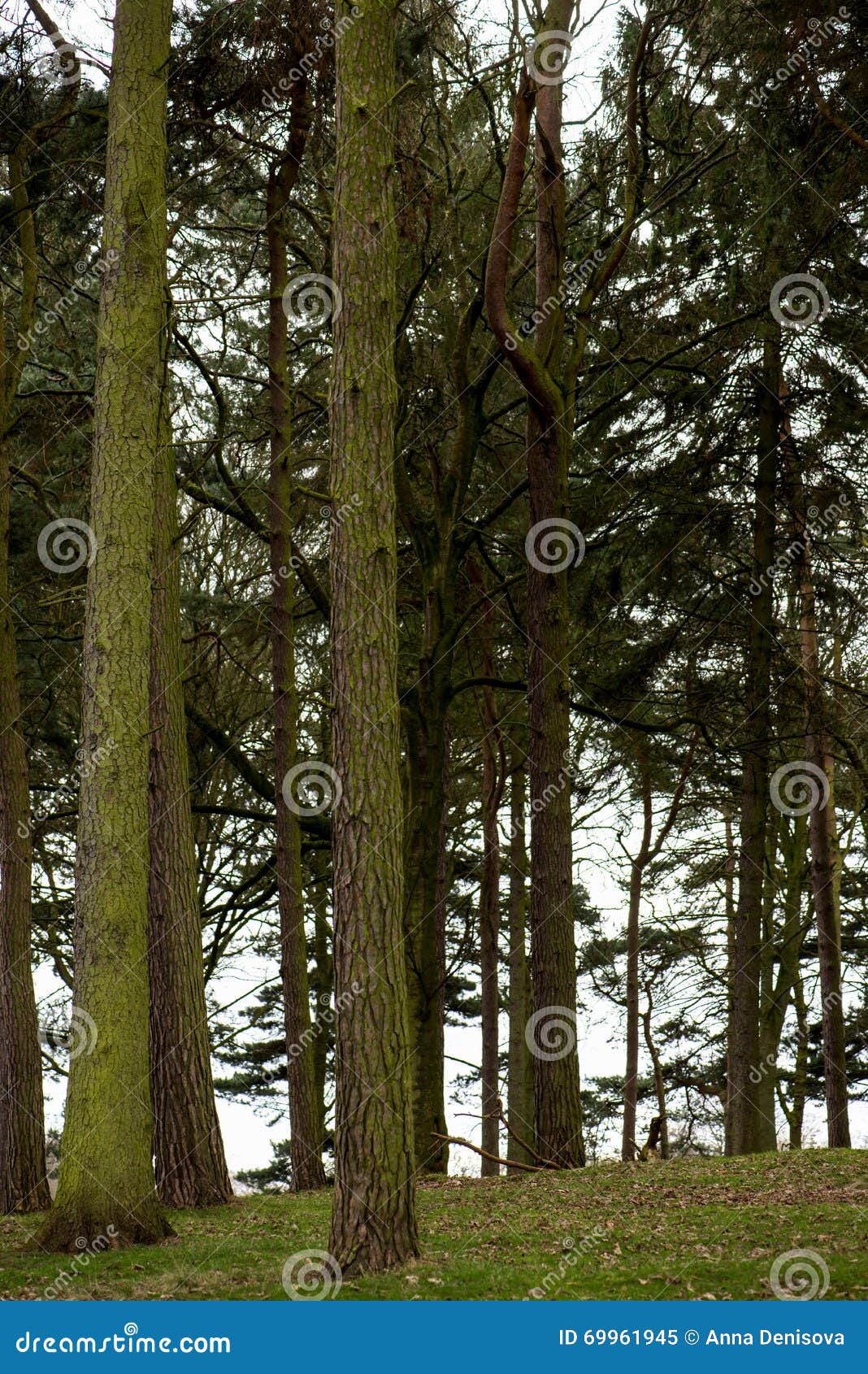 The Beginning of Spring in the English Forest or Park Stock Image ...