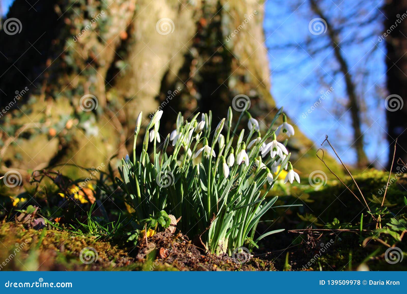 The Beginning of Spring. Germany Stock Photo - Image of beginning ...