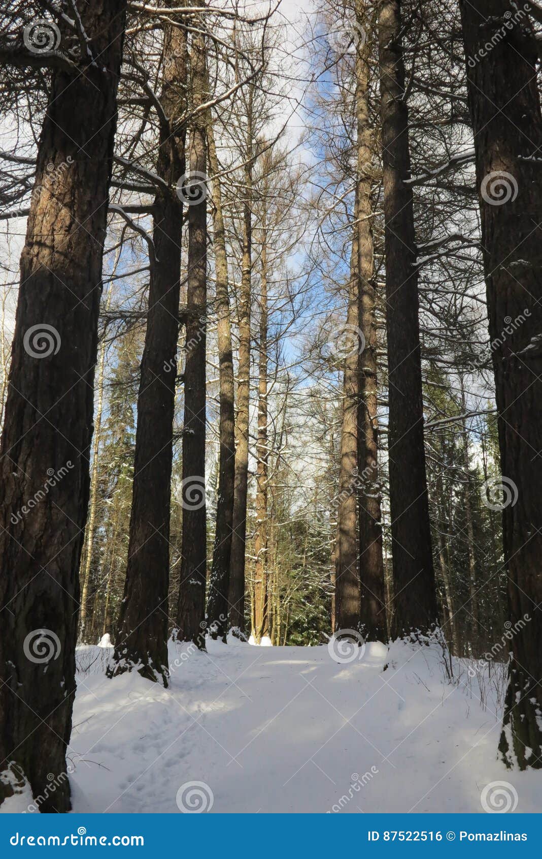 The Beginning of Spring in the Forest. Stock Photo - Image of color ...