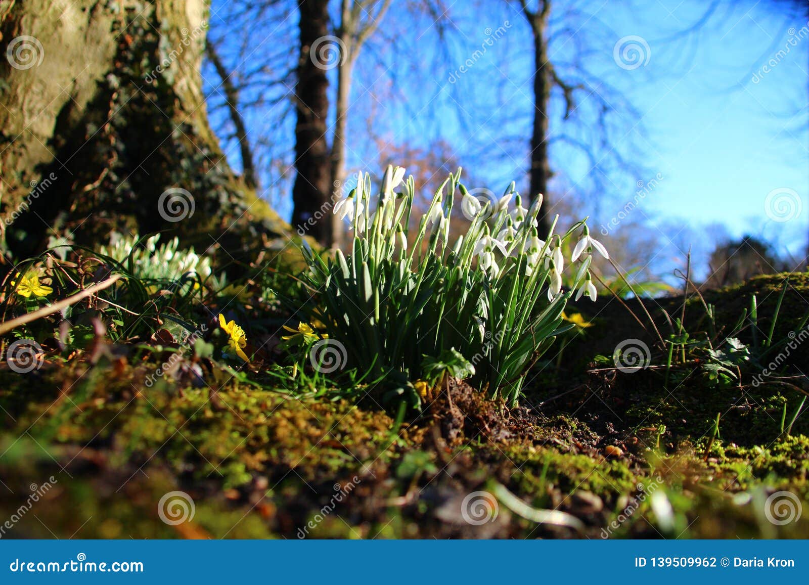 The Beginning of Spring. Germany Stock Photo - Image of flower, bole ...