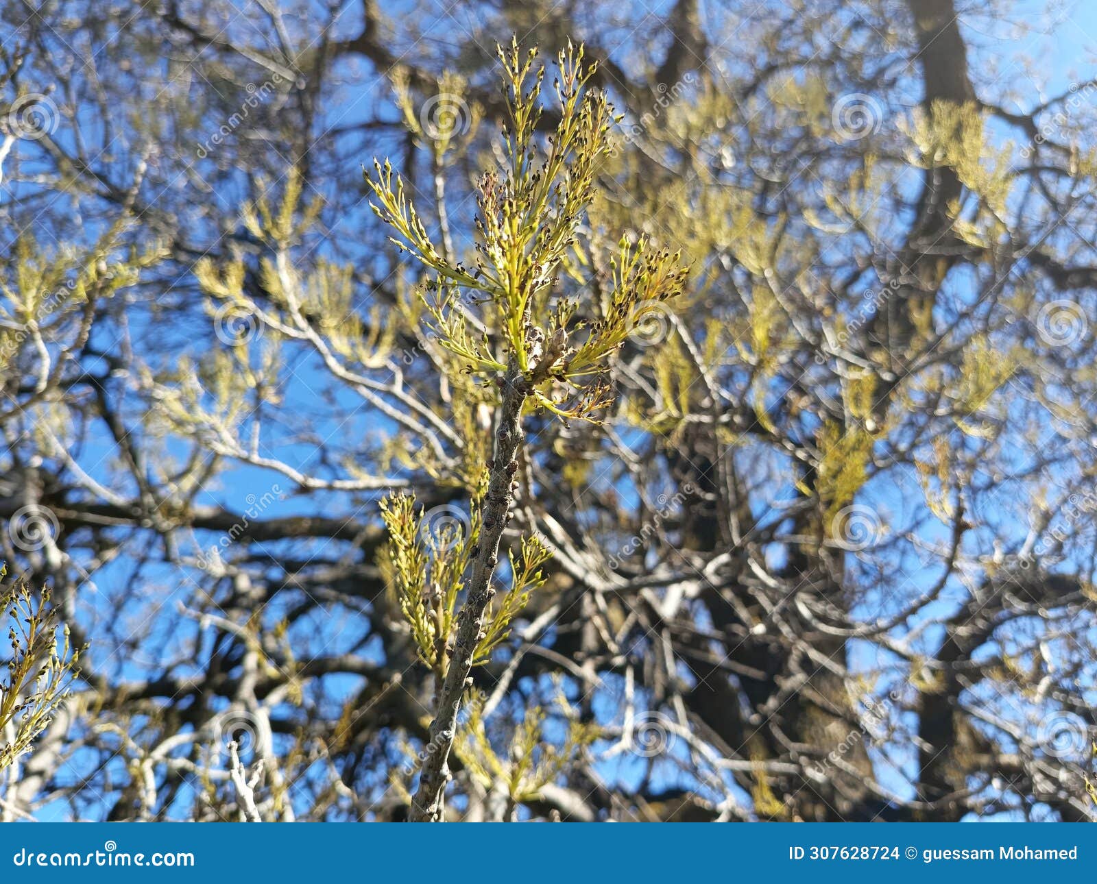 The Beginning of Spring is Great for Mating Birds Stock Photo - Image ...