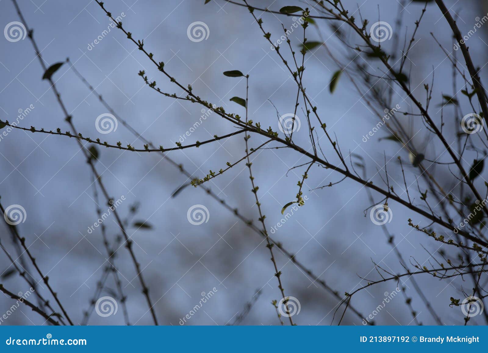 Beginning of Spring stock photo. Image of botanical - 213897192